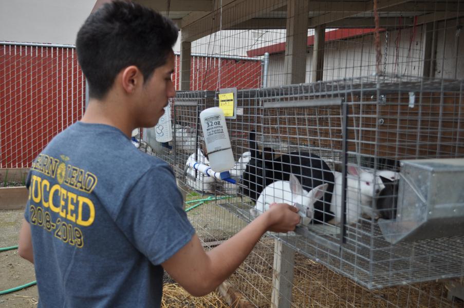 Supervised Agricultural Experience | California FFA and Agricultural ...