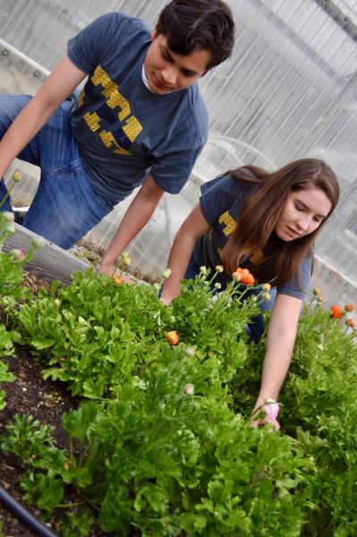 Supervised Agricultural Experience | California FFA and Agricultural ...